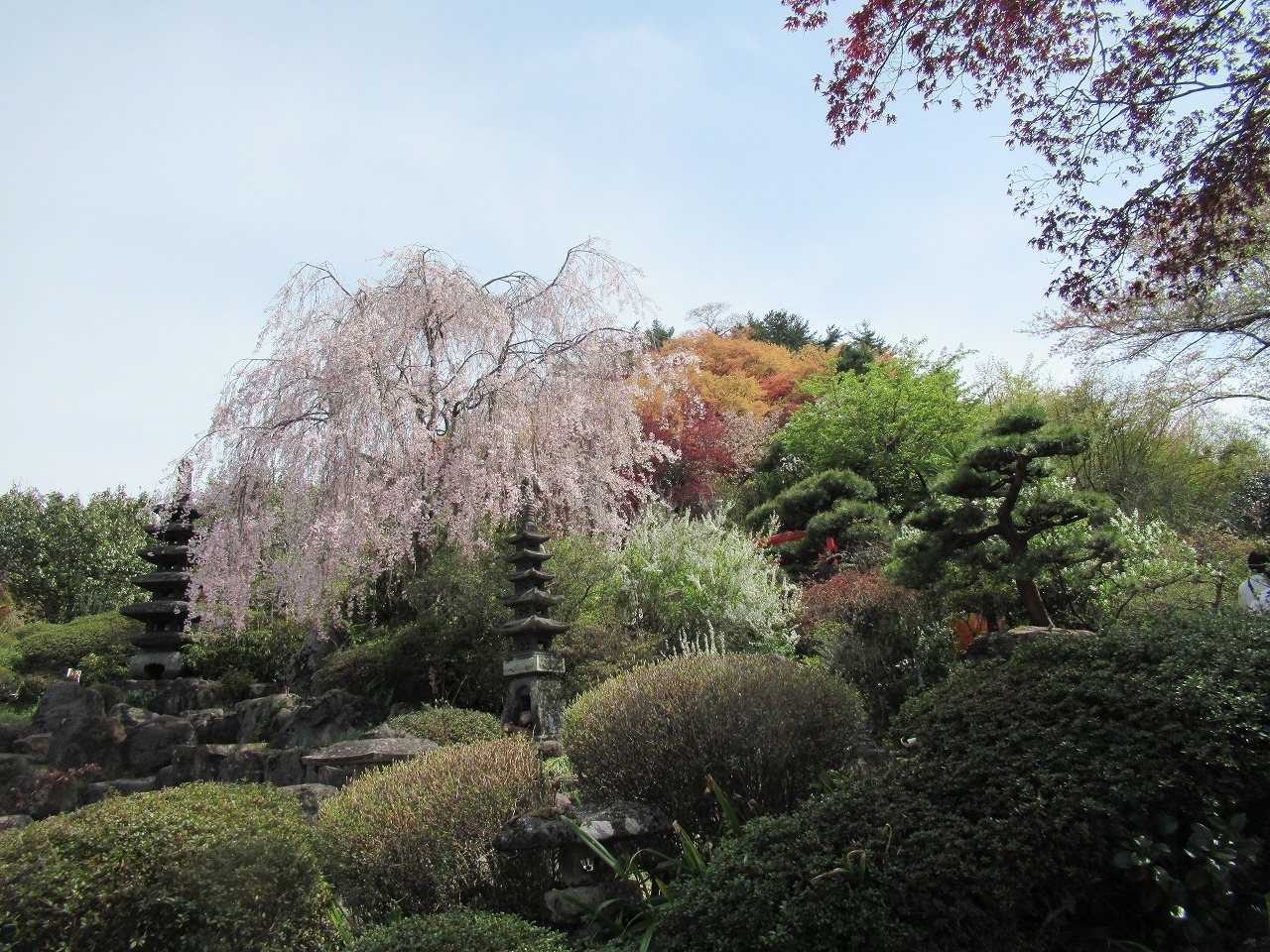 またまたお花見だーい！: 風船屋GGのお気楽自転車日記